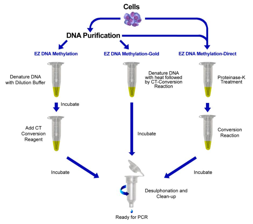 Cambridge Bioscience: EZ DNA Methylation-Direct Kits